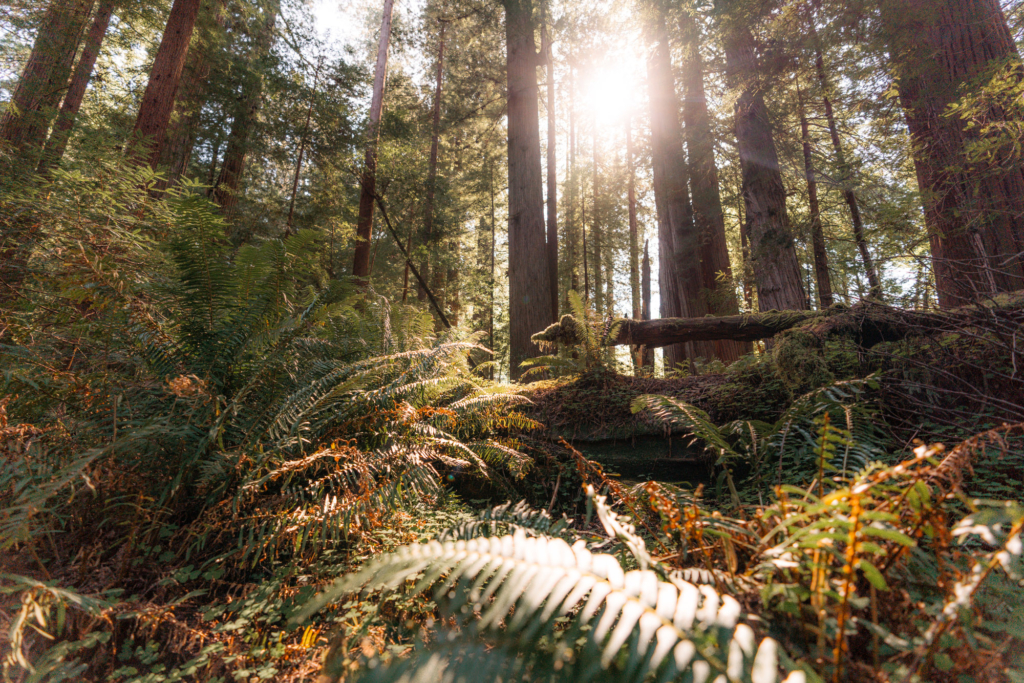 Hiking Tall Trees Grove in Redwood National Park | Aspiring Wild