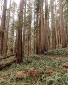 Hiking the Boy Scout Tree Trail in Jedidiah Smith Redwoods | Aspiring Wild
